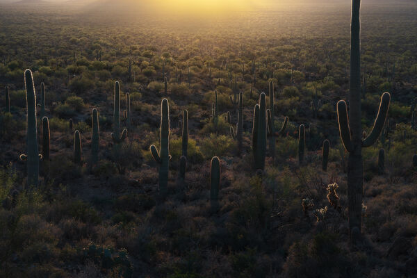 Desert Playground | David Thompson Photography