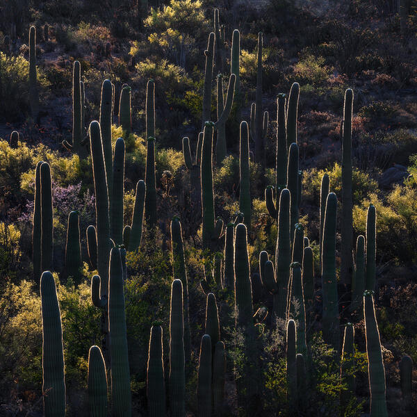 Desert Playground | David Thompson Photography