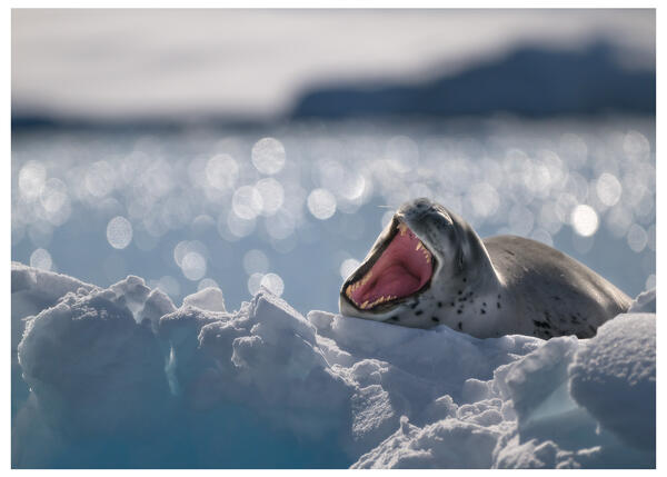 Antarctica - The Frozen Continent | David Thompson Photography