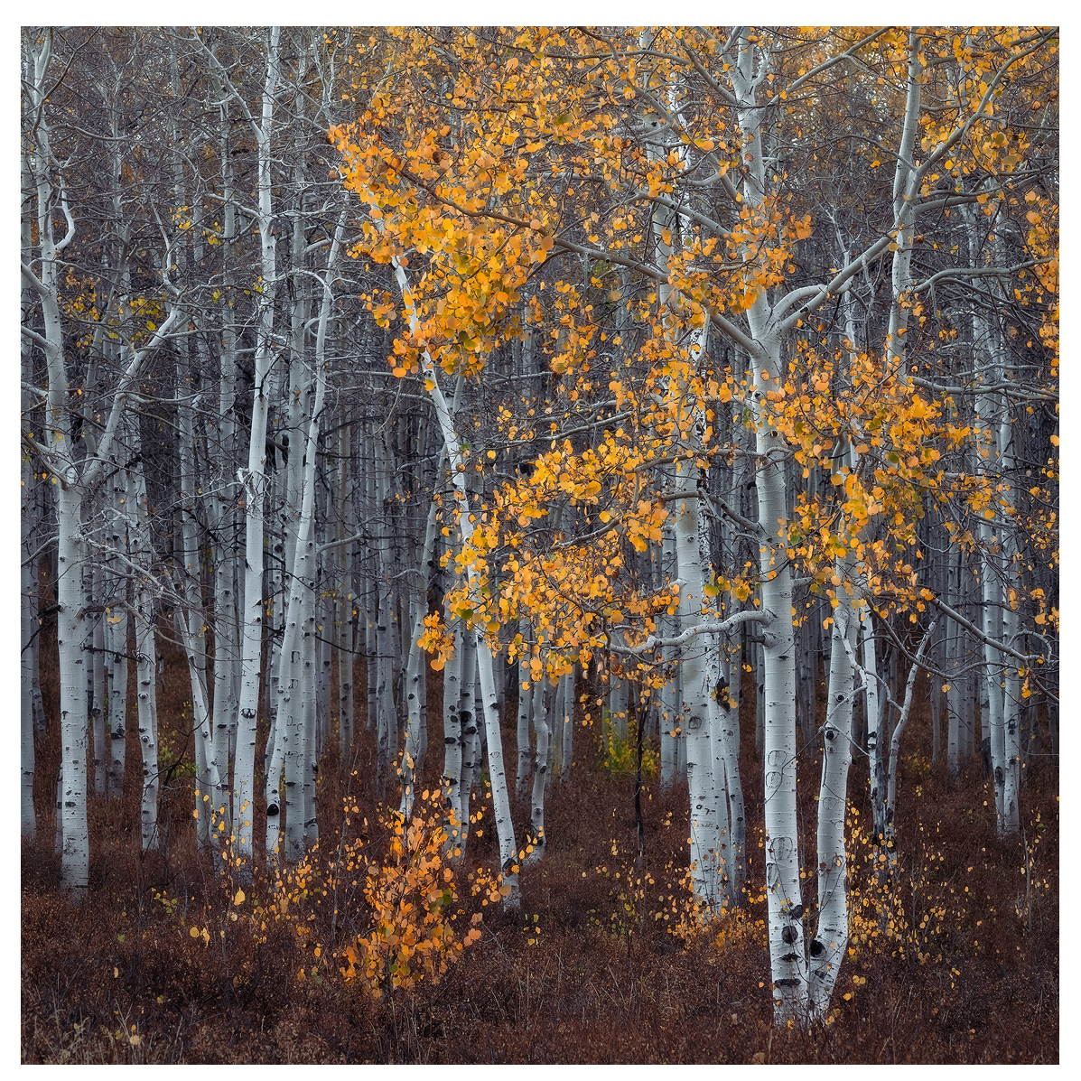 Rust | Dixie National Forest, Utah |2024| | David Thompson Photography