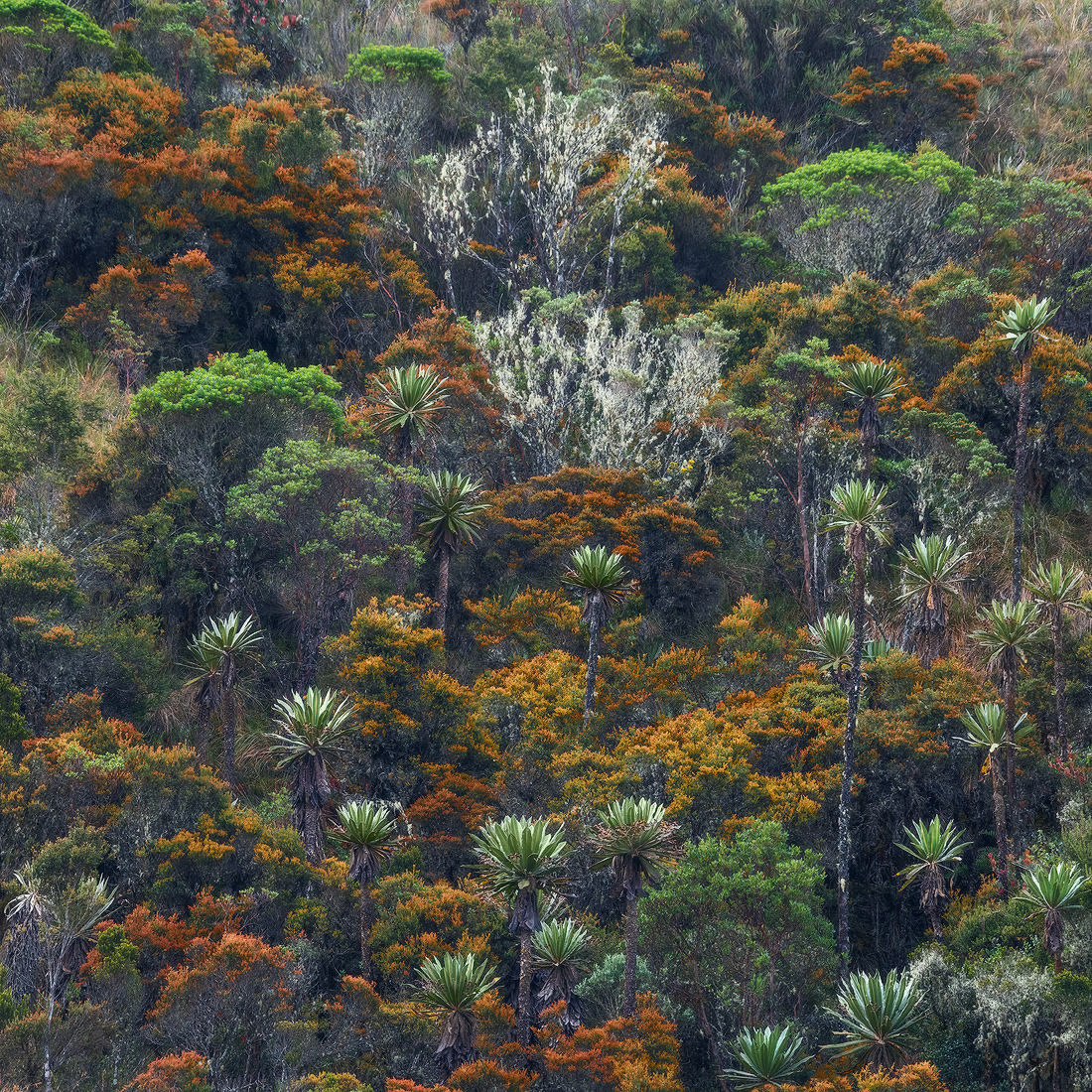 Colorful Garden | Andean Cloud Forest, Colombian Andes, Colombia |2022| | David Thompson Photography
