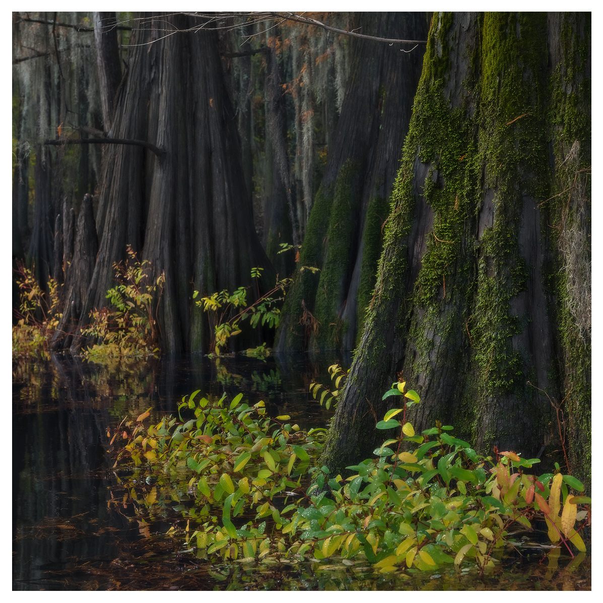 Orderly Transition | Cypress Swamps |2024 | David Thompson Photography