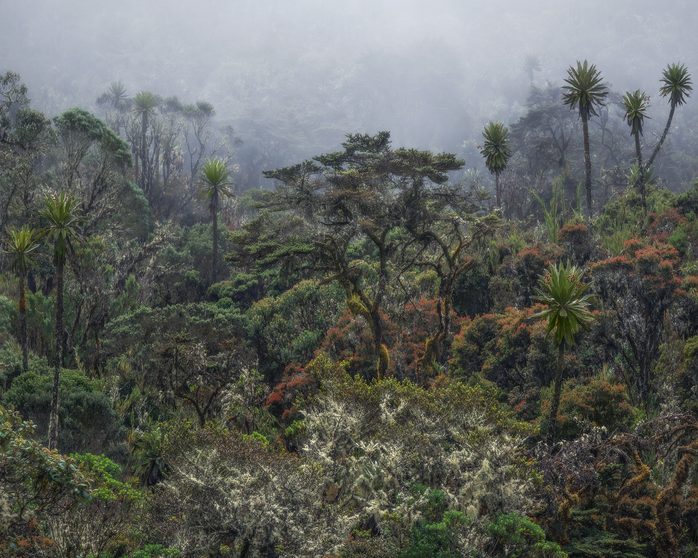 Arboretum | Andean Cloud Forest, Colombian Andes, Colombia |2022| | David Thompson Photography