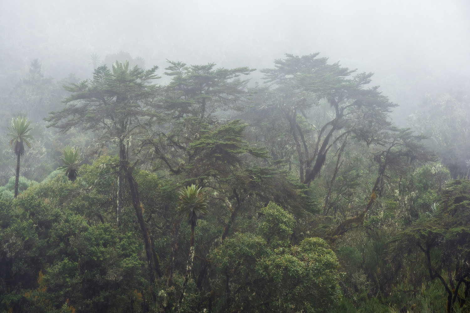 Primeval Forest | Andean Cloud Forest, Colombian Andes, Colombia |2023 ...
