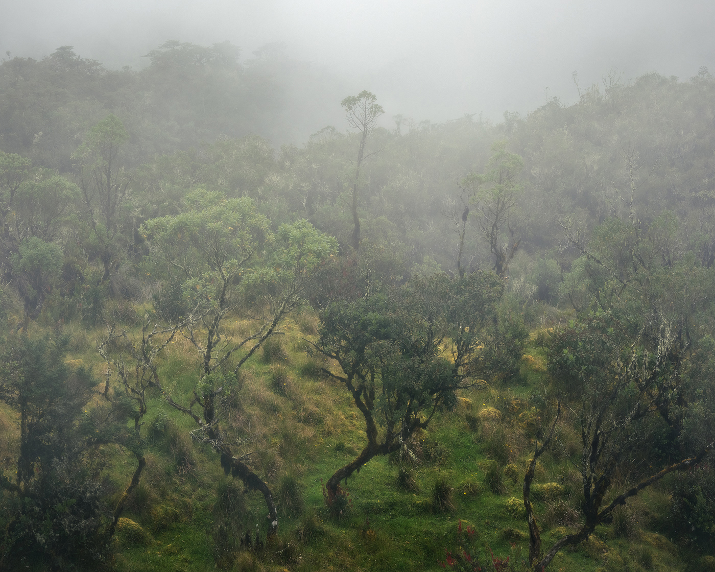 Árbol de Baile | Andean Cloud Forest, Colombian Andes, Colombia |2022 ...